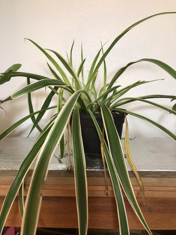 Lowe's Spider Plant House plant in 1.4 Quart(s) Hanging basket 1 -Pack ...