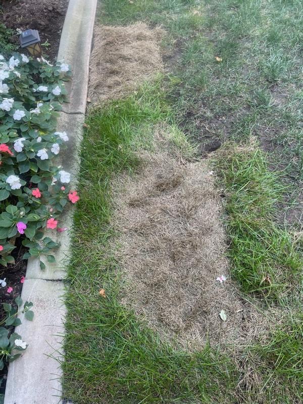 Harmony Home Bluegrass Sod (8 sq. ft.) - High Traffic & Insect ...