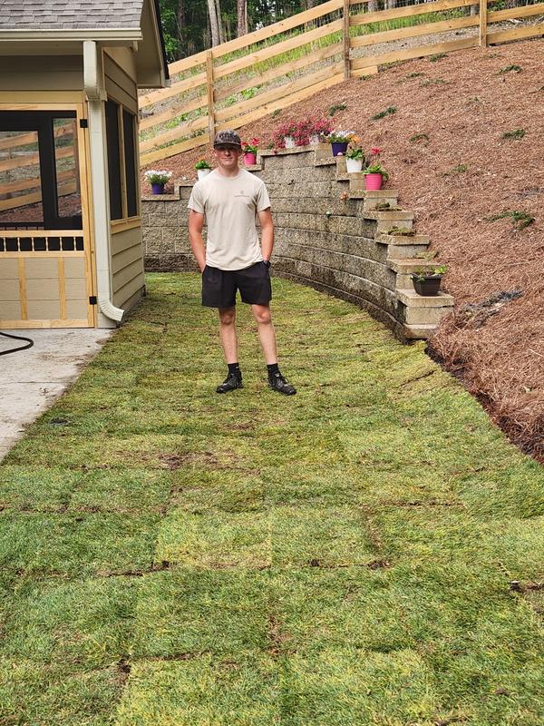 Harmony Outdoor Brands 500-sq ft Natural Zoysia Sod Pallet ZOYS500DCOM ...
