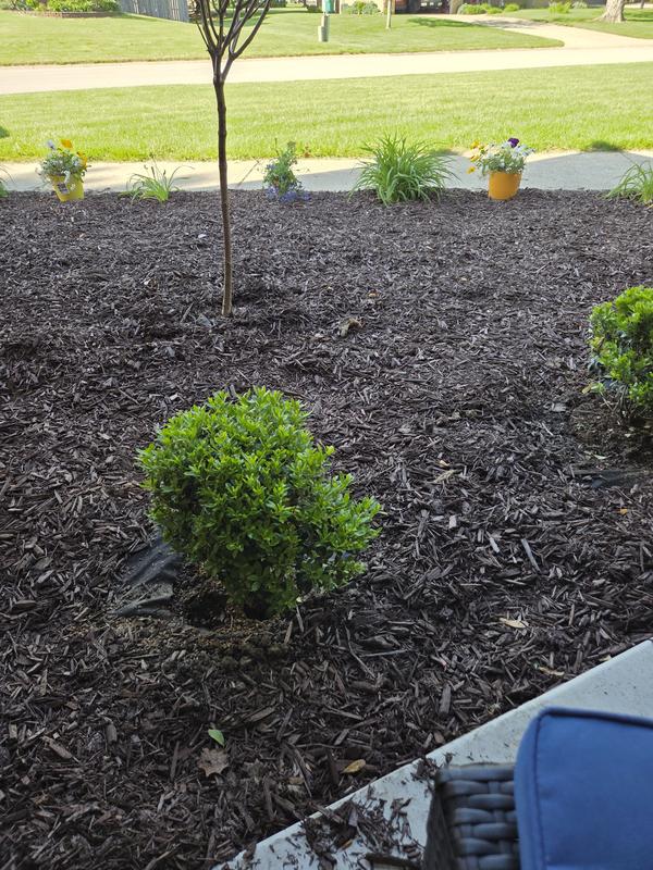 'strongbox' Ilex Foundation/Hedge Shrub in 2-Gallon (s) Pot O47132W at ...