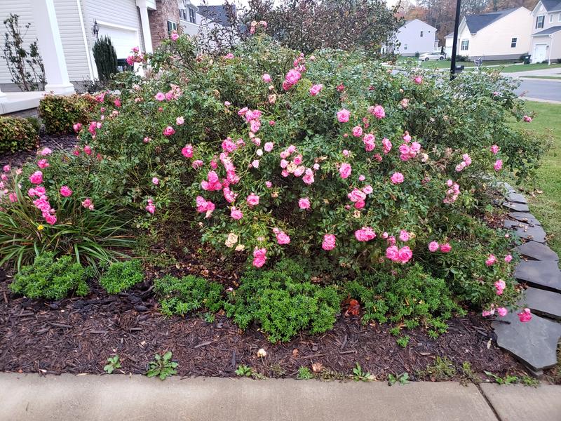 Perfect Plants Pink Sweet Drift Rose 1-Gallon in Pot LOSWEETDRIFTROSE1G ...