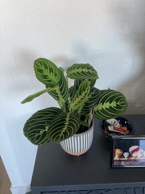 LiveTrends Petite Stria House Plant in 12-oz Pot ASB06886 at Lowes.com