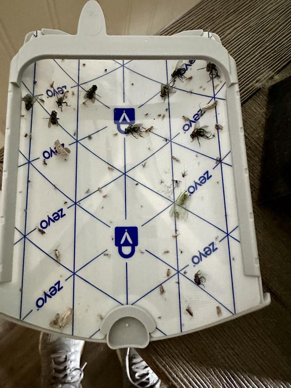 Shop Zevo 24/7 Flying Insect Indoor Trap and 4 Count Refills at Lowes.com