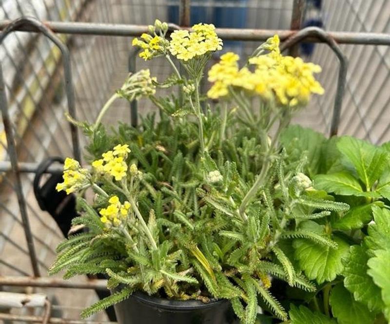 Monrovia Yellow Coronation Gold Yarrow Plant in 3-Quart 000561 at Lowes.com