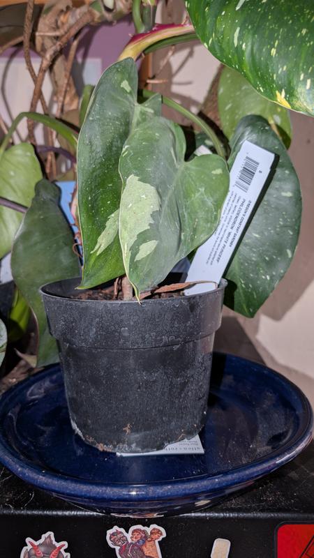 allen + roth 8.85-in Dark Blue Glazed ceramic Plant Saucer in the Plant ...