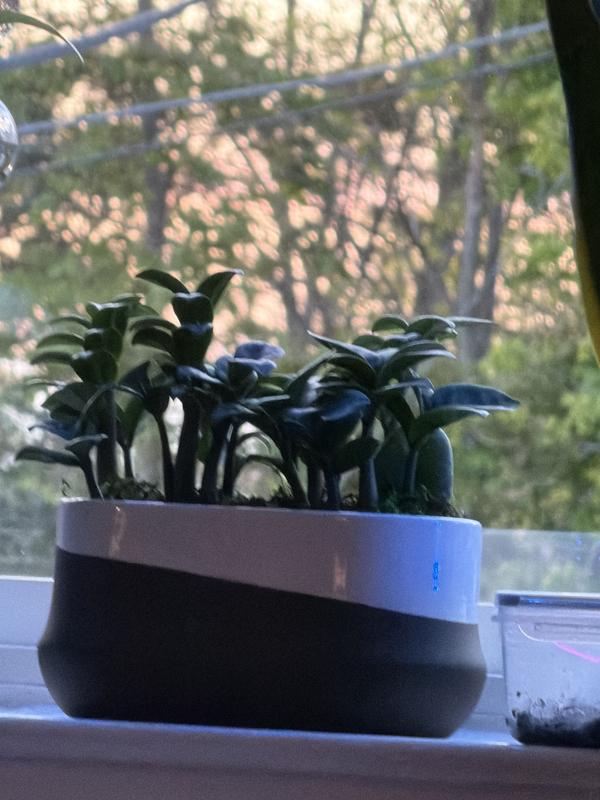 LiveTrends Earthen Edge Garden - Assorted Foliage House plant in 1 ...