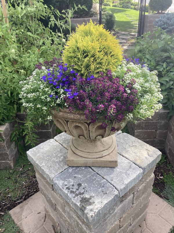 Belgard 11-in L x 7-in W x 2-in H Rectangle Sheffield Concrete Paver ...