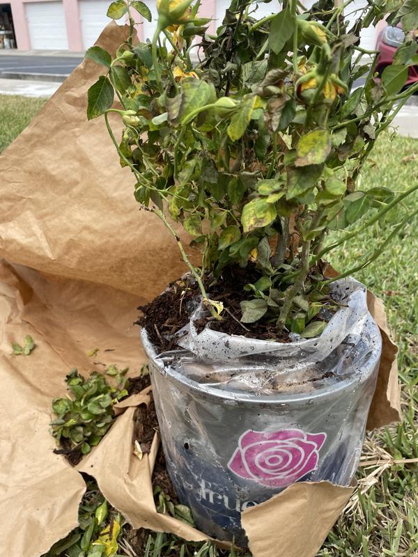 Altman Plants Multicolor True Bloom Sincerity Rose 8-Quart in Pot ...