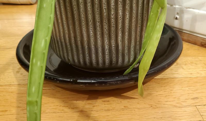 allen + roth 8.85-in Dark Blue Glazed ceramic Plant Saucer in the Plant ...