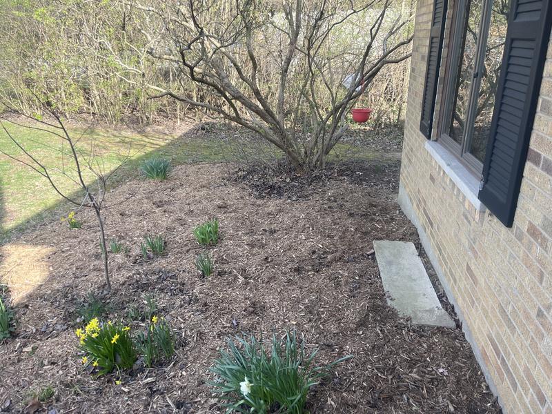 Pro's Choice Golden Trophy 3-cu ft Natural Cypress Blend Mulch 113 at ...