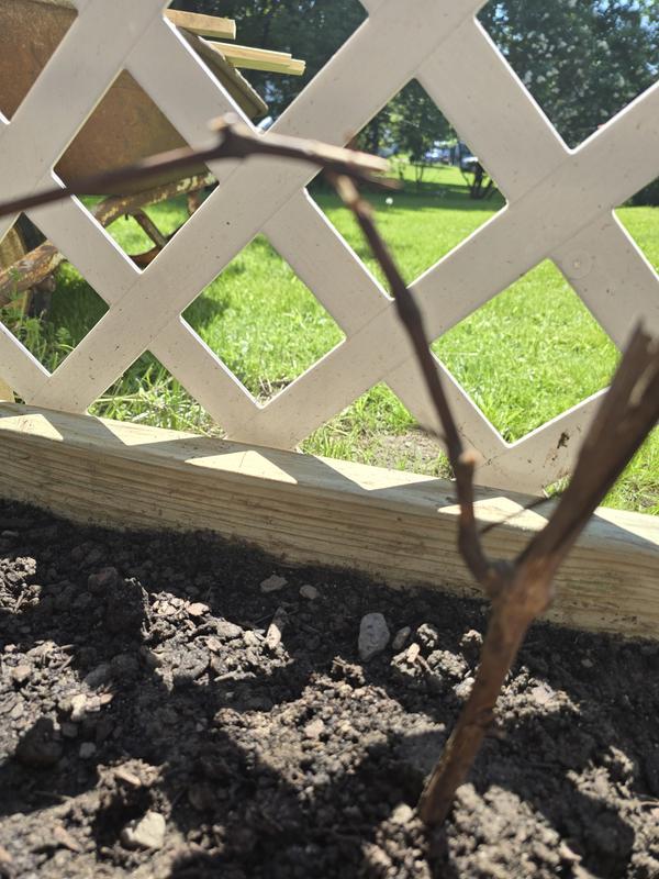 Garden State Bulb Concord Seedless Grape Bare Root Plants - Bag of 2 ...