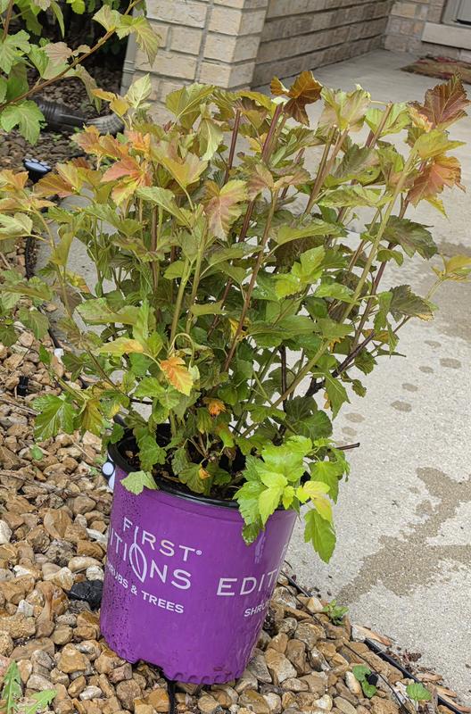 First Editions White Amber Jubilee Ninebark Accent Shrub in 2-Gallon ...