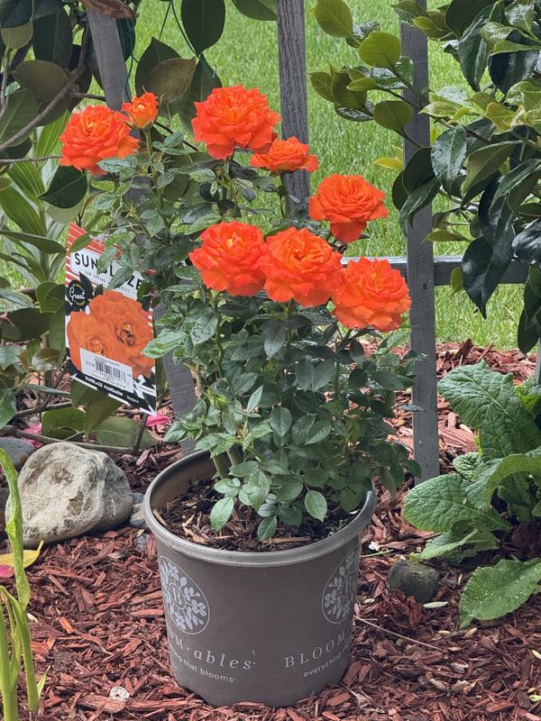 Lowe's 1.00-GAL ROSE SNBLZ ORANGE MINI in the Roses department at Lowes.com