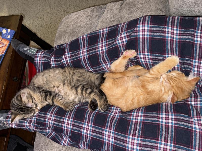 Litter Genie Odor Control XL Pail Cat Litter Refill Bag | Petco