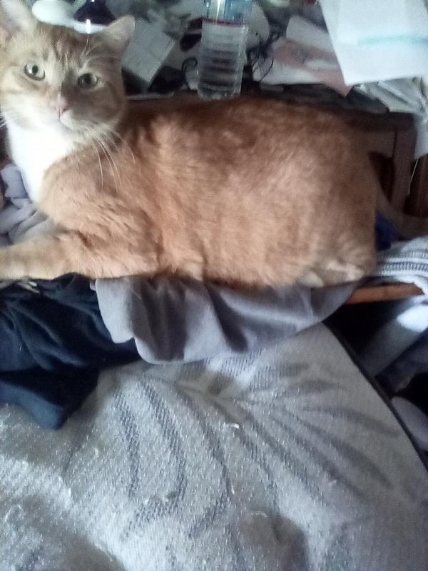 Litter Genie Easy Roll Disposal Litter Pail, Count of 24 | Petco