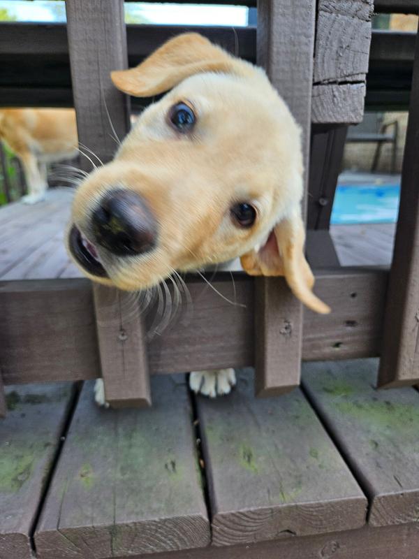 Lucy & Co. Reversible Dog Harness, The Let's Groove, Small | Petco