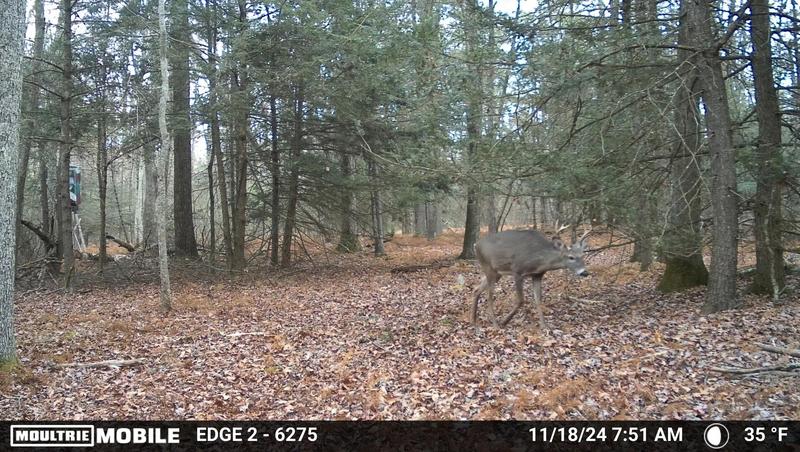 Moultrie Mobile 33 MP Edge 2 Cellular Trail Camera at Tractor Supply Co