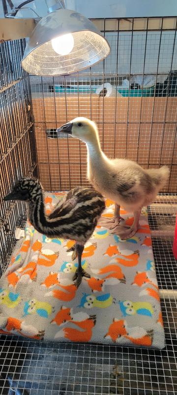 Mazuri Pelleted Ratite Starter Feed, 40 lb. Bag at Tractor Supply Co