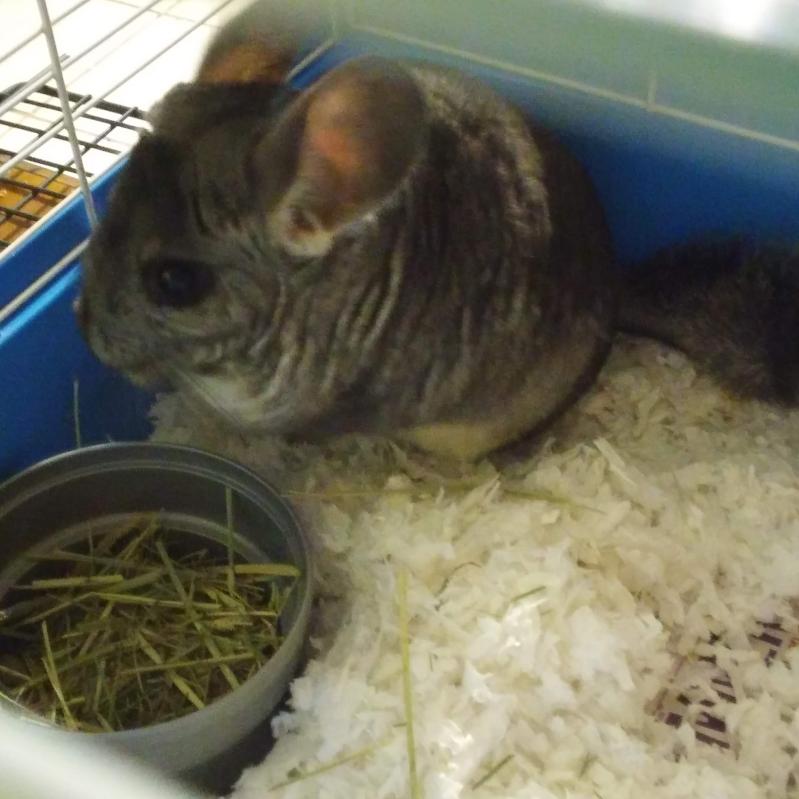 Mazuri Chinchilla Food, 2.5 lb. Bag at Tractor Supply Co