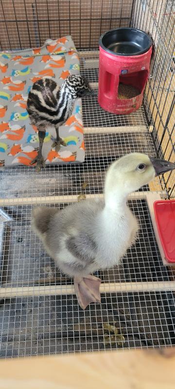 Mazuri Pelleted Ratite Starter Feed, 40 lb. Bag at Tractor Supply Co