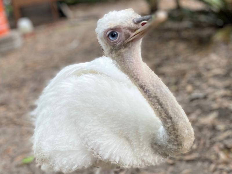 Mazuri Pelleted Ratite Starter Feed, 40 lb. Bag at Tractor Supply Co