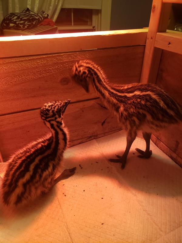 Mazuri Pelleted Ratite Starter Feed, 40 lb. Bag at Tractor Supply Co