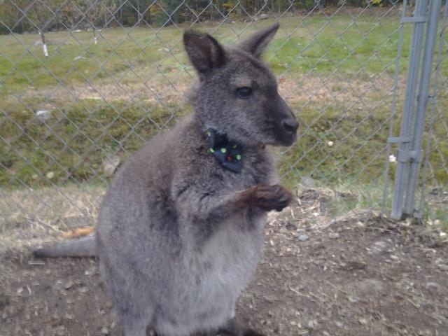 Mazuri Kangaroo/Wallaby Food, 40 lb. Bag at Tractor Supply Co