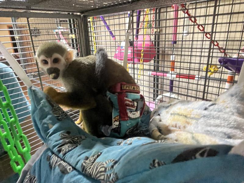 Mazuri New World Primate Biscuit Diet, 25 lb. Bag at Tractor Supply Co