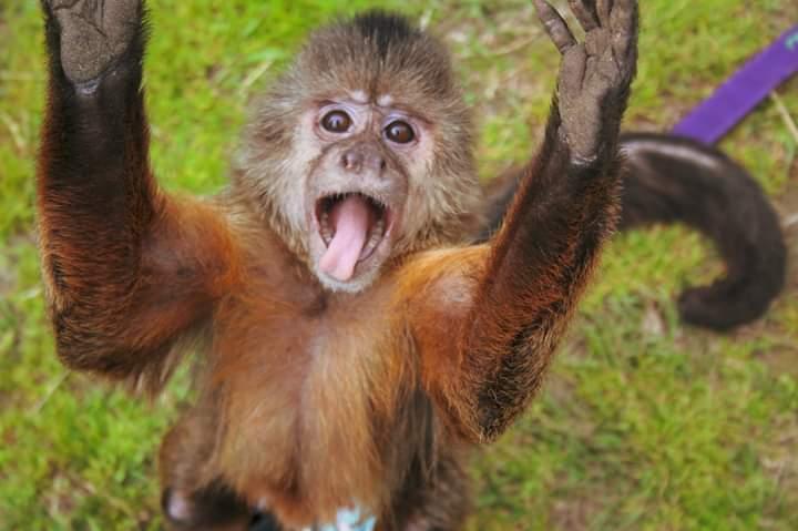 Mazuri New World Primate Biscuit Diet, 25 lb. Bag at Tractor Supply Co