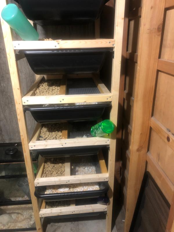 Mazuri Rodent Breeder 6F Pelleted Food, 40 lb. Bag at Tractor Supply Co