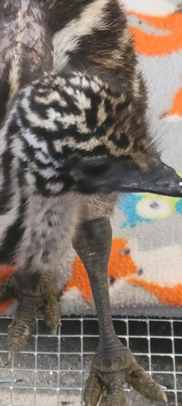 Mazuri Pelleted Ratite Starter Feed, 40 lb. Bag at Tractor Supply Co