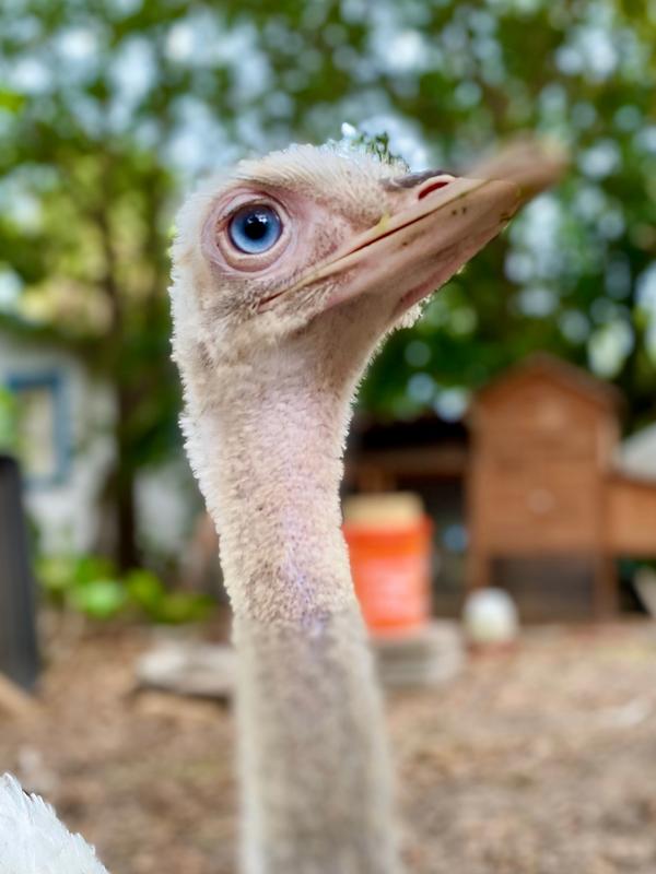 Mazuri Pelleted Ratite Starter Feed, 40 lb. Bag at Tractor Supply Co