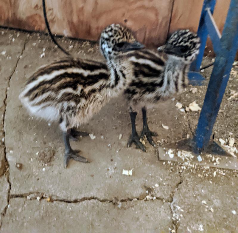 Mazuri Pelleted Ratite Starter Feed, 40 lb. Bag at Tractor Supply Co