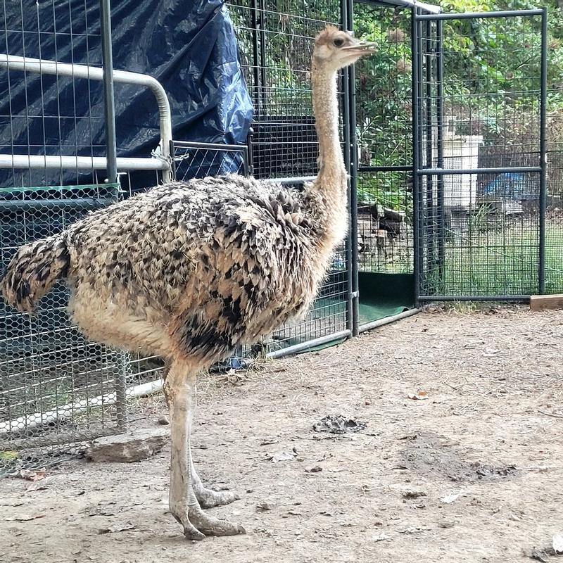 Mazuri Pelleted Ratite Starter Feed, 40 lb. Bag at Tractor Supply Co