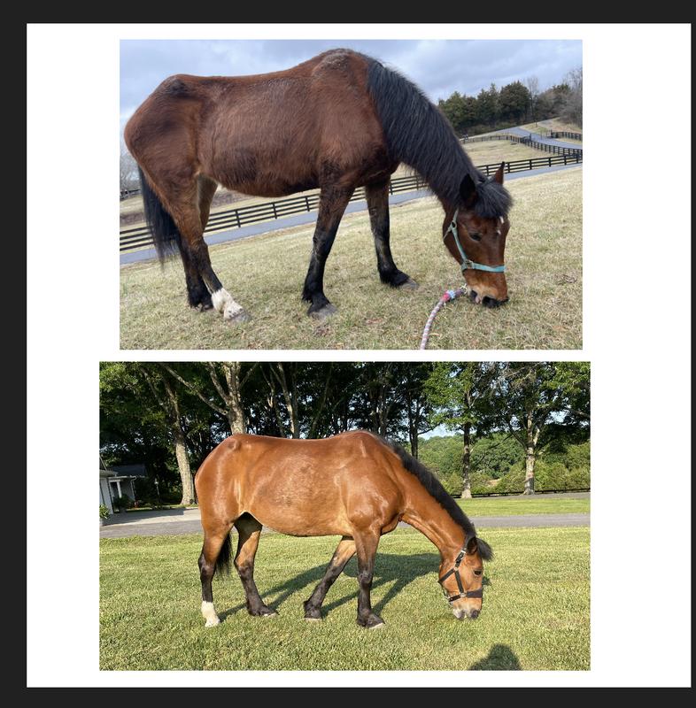 Manna Pro Sho-Glo Supplement for Horses, 5 lbs. | Petco