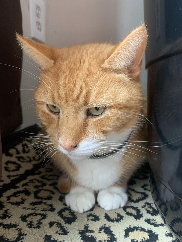 Vet's Best Flea and Tick Repellent Cat Collar at Tractor Supply Co