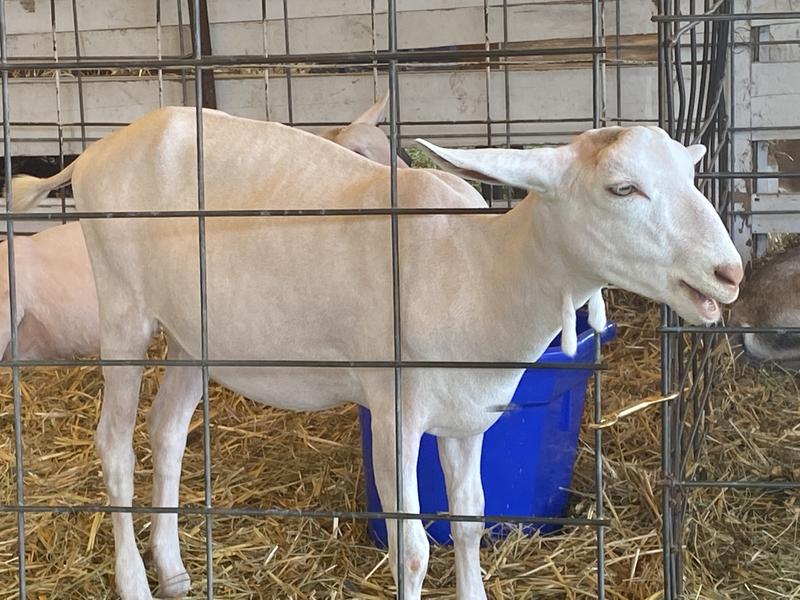 Manna Pro Goat Treats Licorice Flavor Formulated with Oatmeal, 6 lbs ...