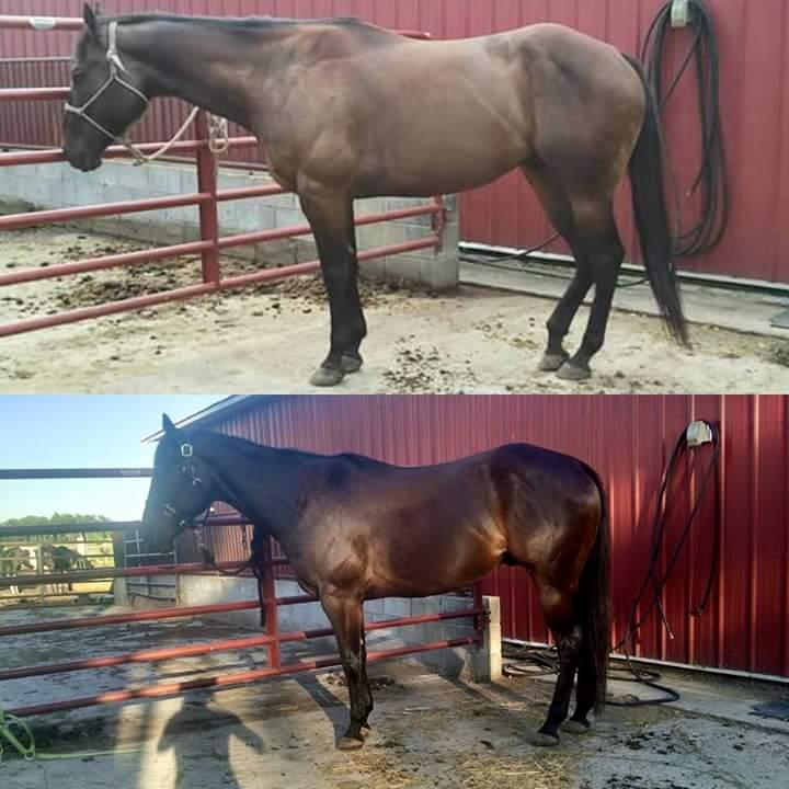 Manna Pro Sho-Glo Supplement for Horses, 5 lbs. | Petco