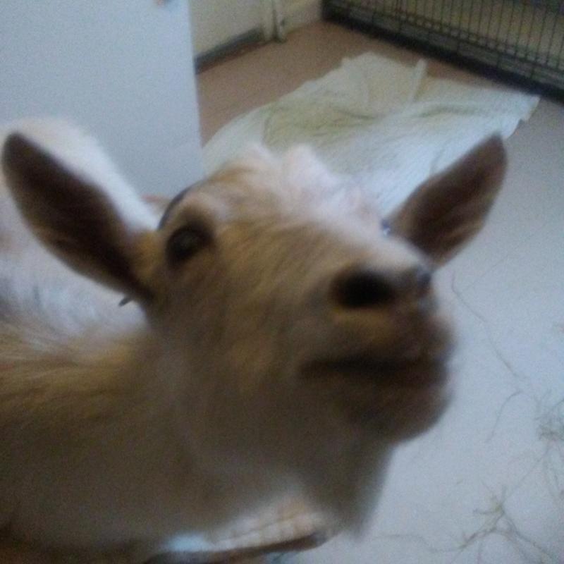 Manna Pro Goat Electrolyte, 1 lb. | Petco