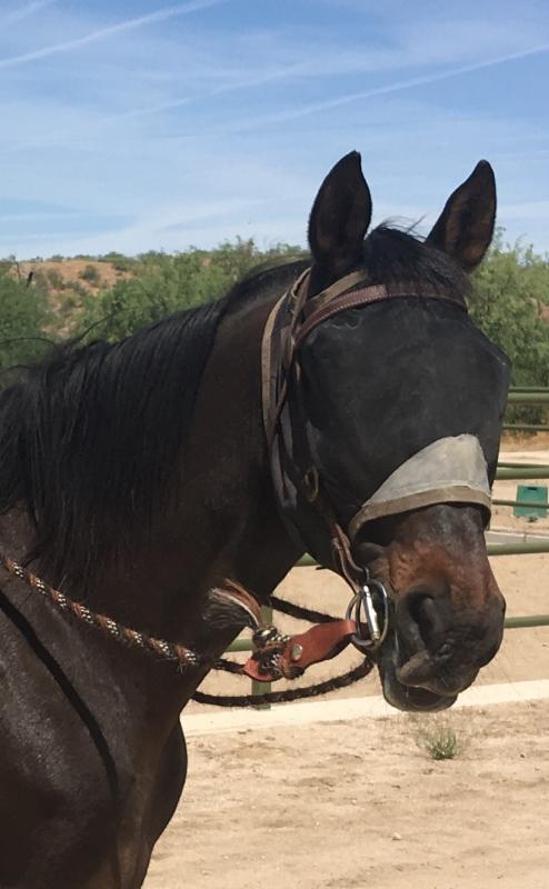 Manna Pro Insect Shield Opti-Force Equine Fly Mask without Ears at ...