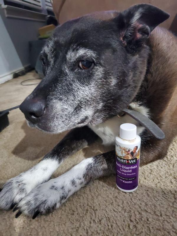 Nutri-Vet Anti-Diarrhea Liquid Digestive Supplement for Dogs, 4 oz. at ...