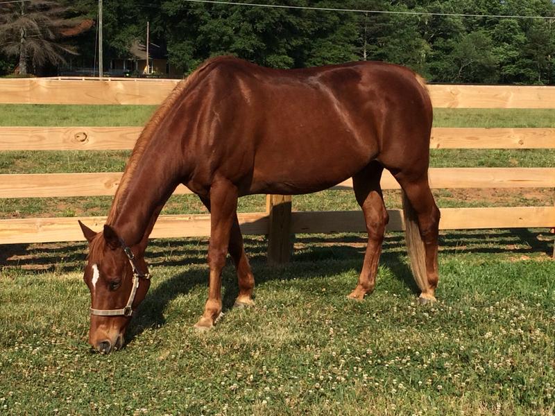 Nutri-Good Senior Snax Horse Treats Apple Flavor Made with Omega 3 ...