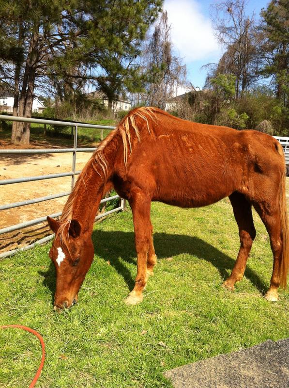 Nutri-Good Senior Snax Horse Treats Apple Flavor Made with Omega 3 ...
