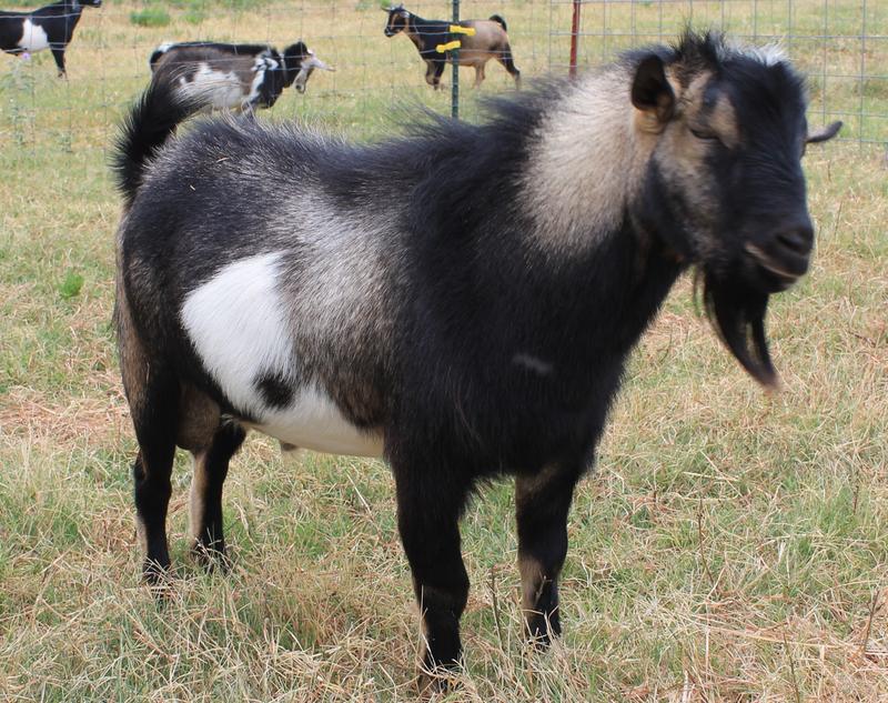 Manna Pro Goat Balancer, 10 lbs. | Petco