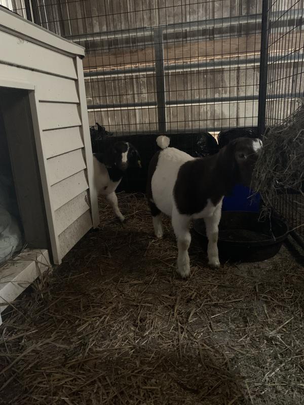 Manna Pro Goat Electrolyte, 1 lb. | Petco