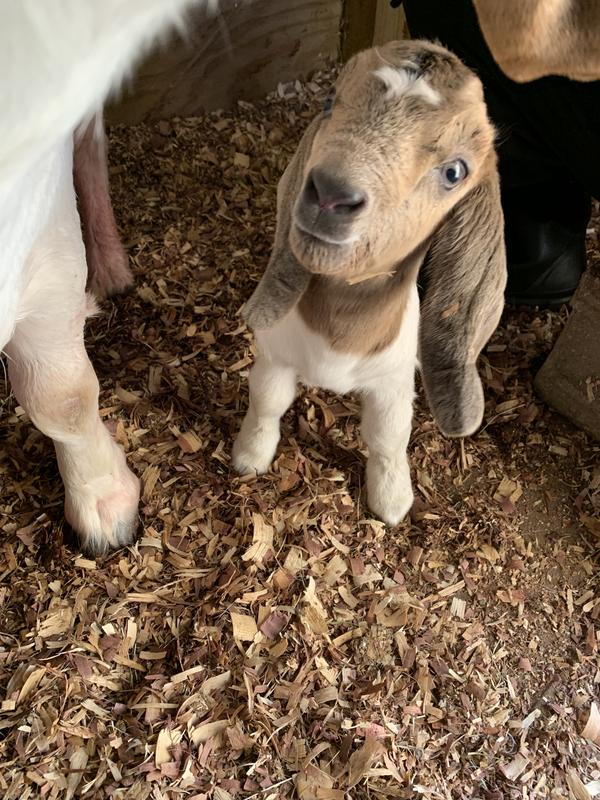 Manna Pro Goat Treats Licorice Flavor Formulated with Oatmeal, 6 lbs ...