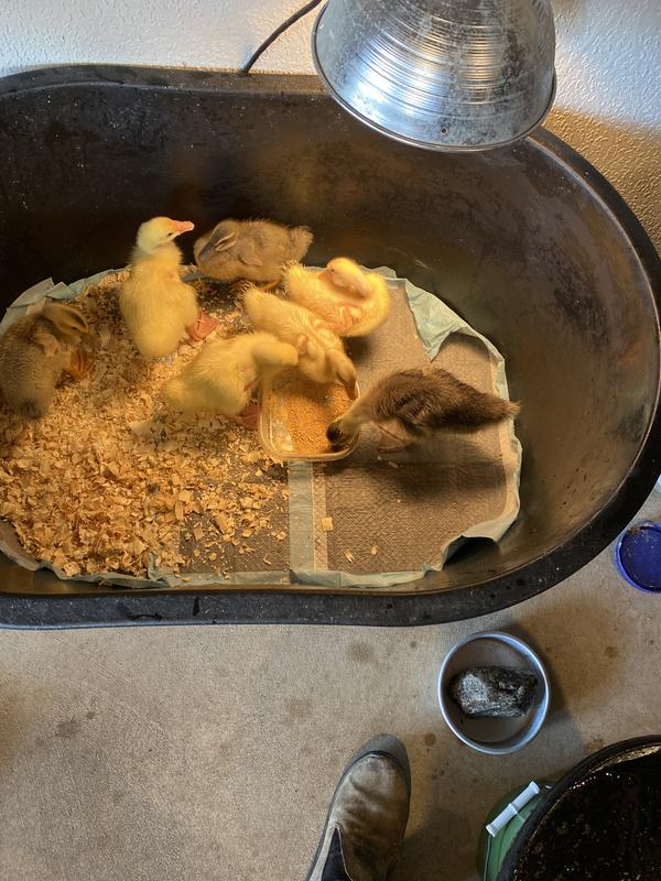 Manna Pro Starter Grower Duck Food, Pellets & Chick Feed, 8 lbs. | Petco