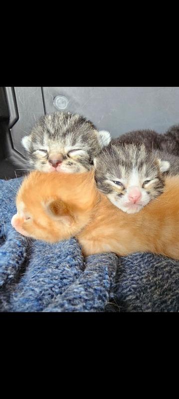 Meow Mix Kitten Li'l Nibbles Dry Cat Food - Chicken & Fish Flavors