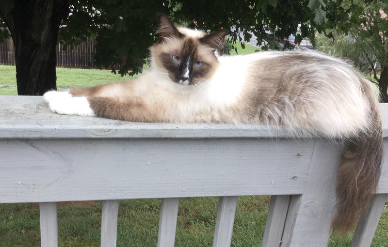 Meow Mix Tender Centers with Basted Bites, Chicken and Tuna Flavored ...