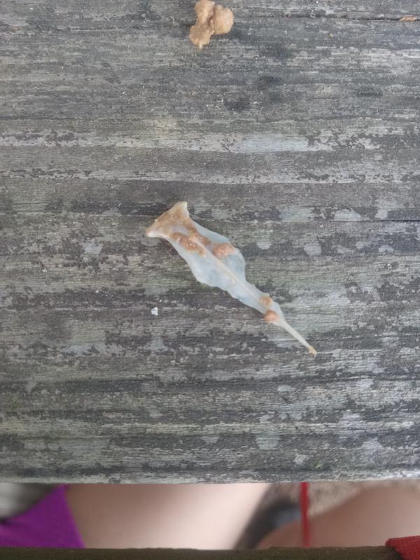 Meow Mix Seafood Selects Wet Cat Food Variety Pack, 2.75 oz., Pack of ...